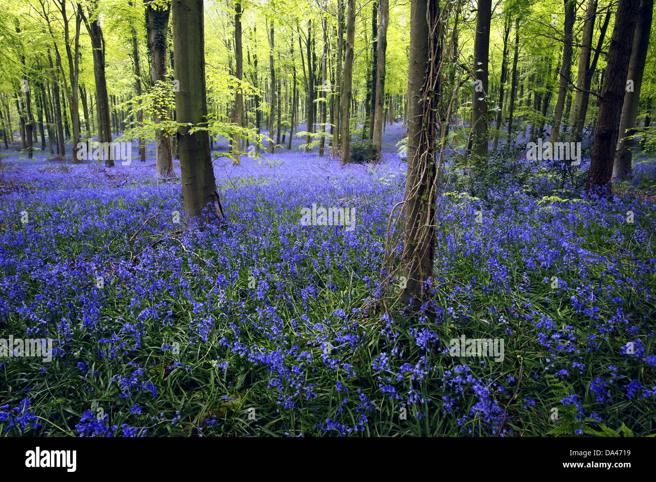 England broadleaf woodland habitats hi-res stock photography and images ...