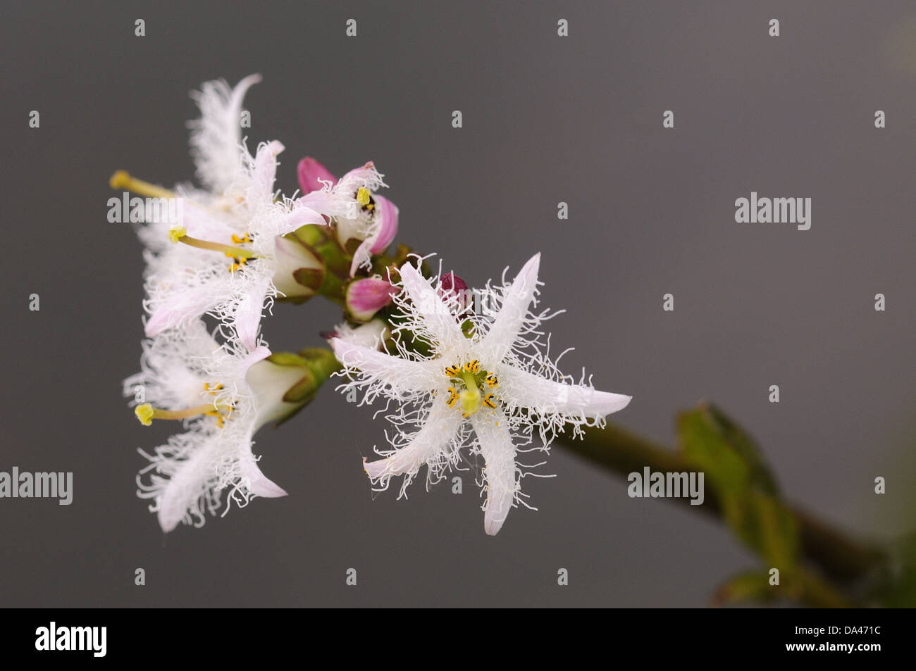 Bogbean (Menyanthes trifoliata) close-up of flowers, growing in pond ...