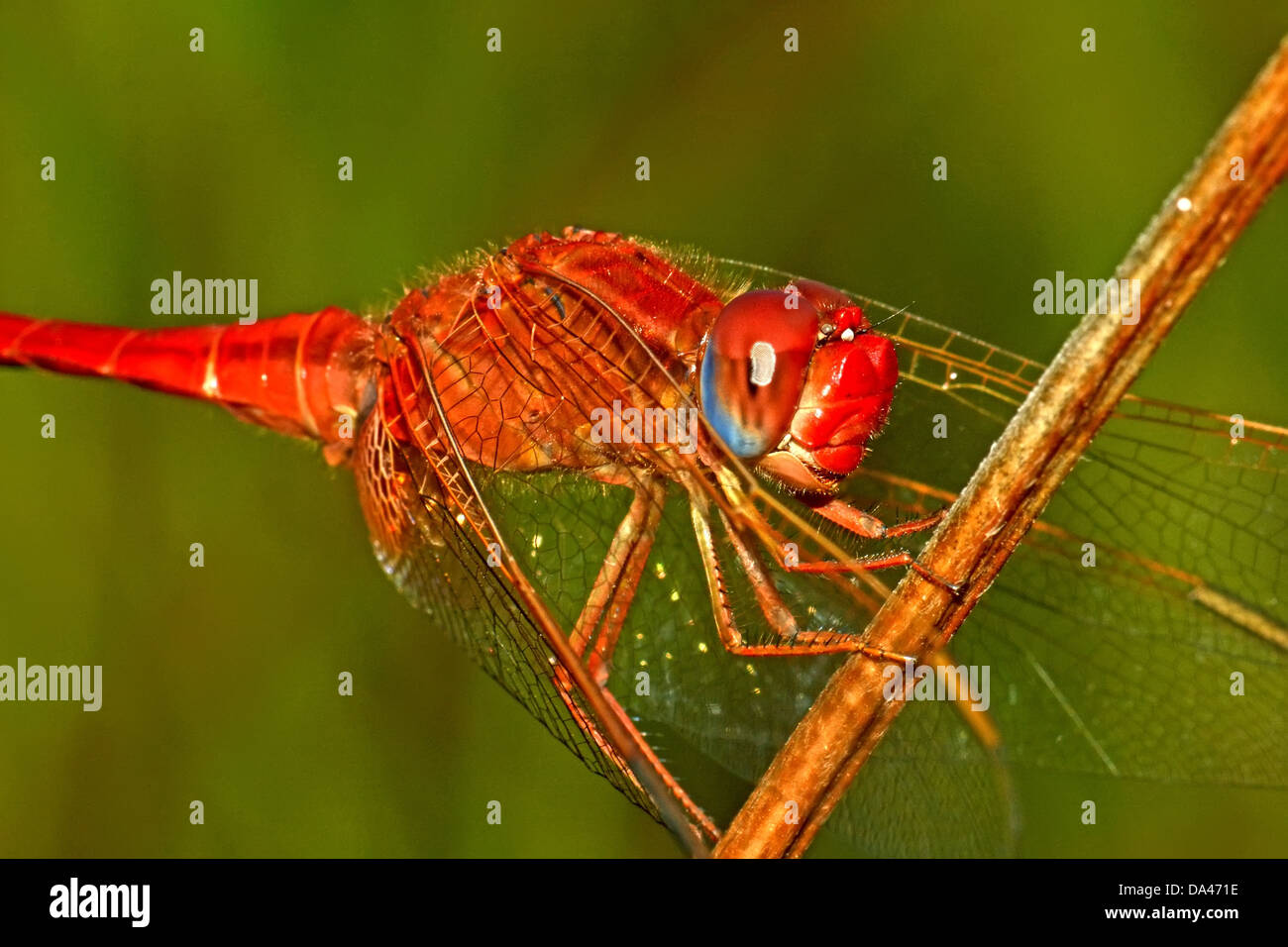 Red dragonfly, Multifaceted Eyes Stock Photo - Alamy