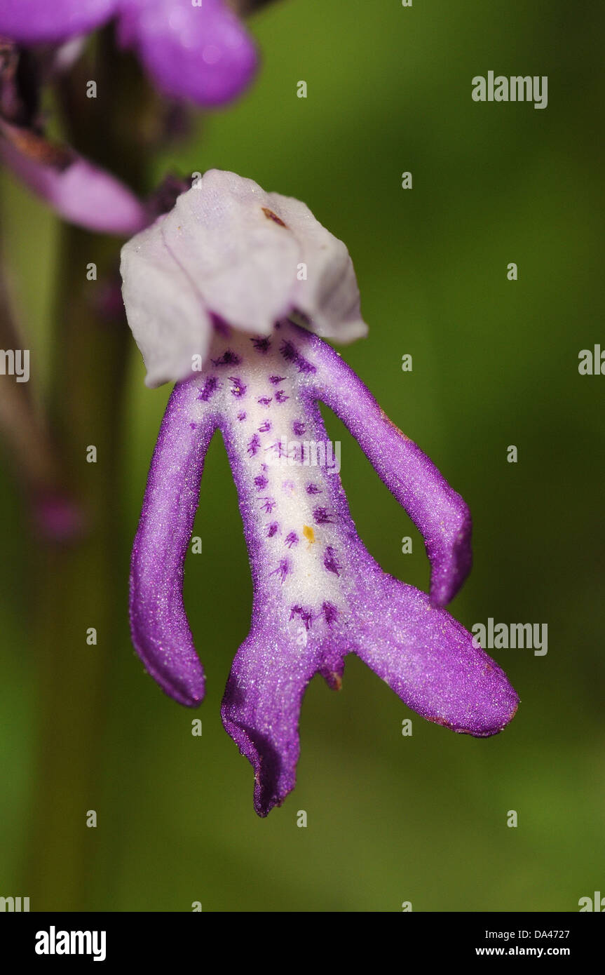 Military Orchid (Orchis militaris) close-up of flower, Buckinghamshire ...