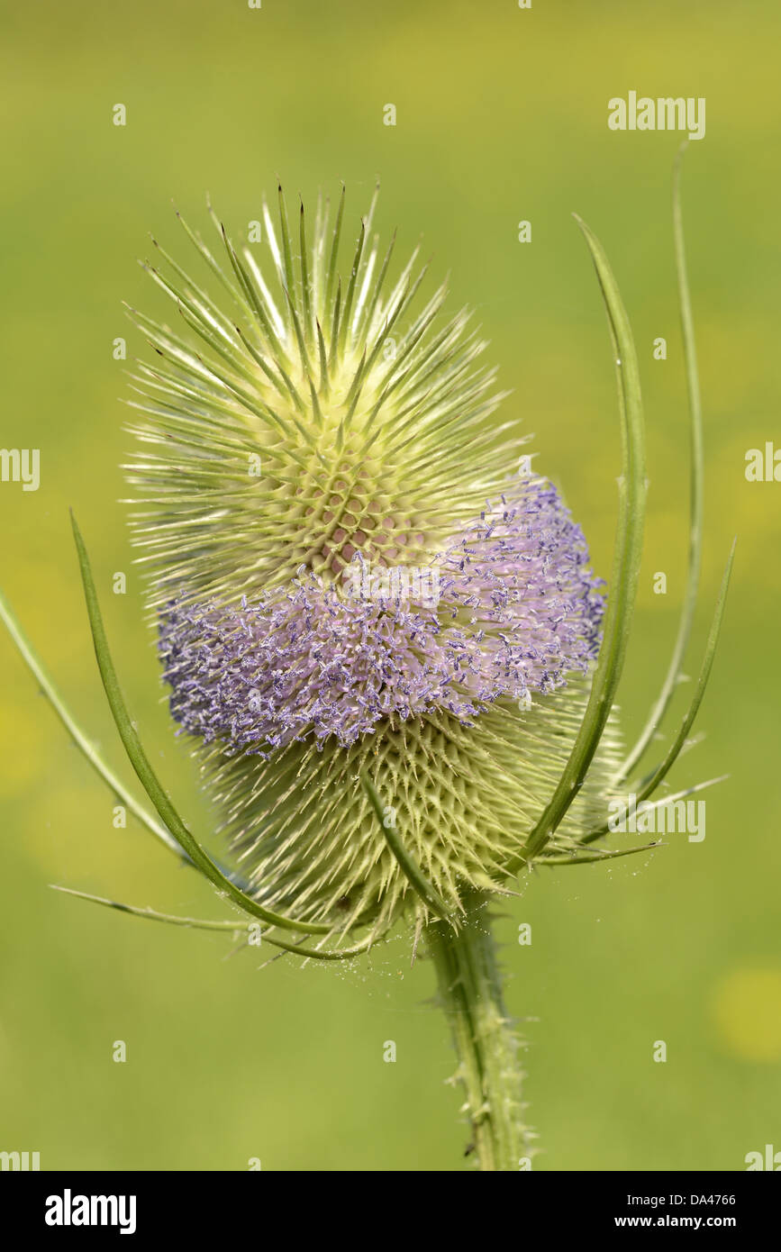 Teasel teasels teazle teazles hi-res stock photography and images - Alamy