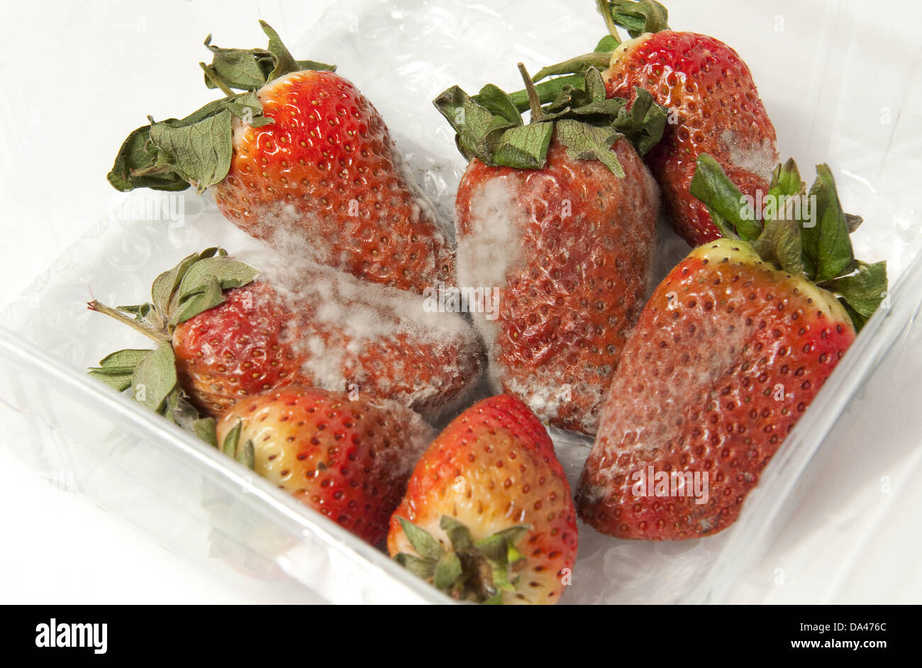 Strawberries fragaria sp hi-res stock photography and images - Alamy