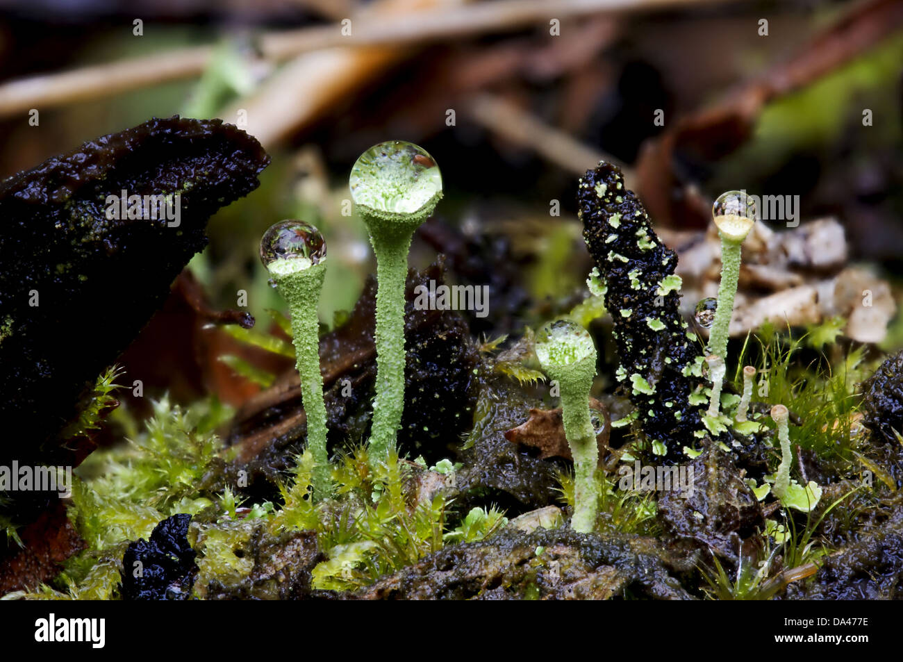 Cup Lichen (Cladonia pyxidata) fruiting bodies with raindrops resting ...