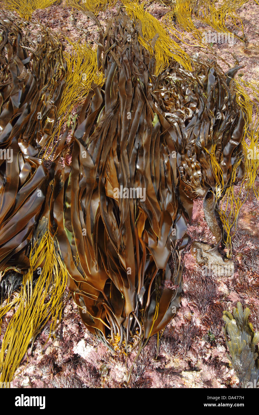 Oarweed (Laminaria digitata) fronds, exposed at low tide, Kimmeridge ...