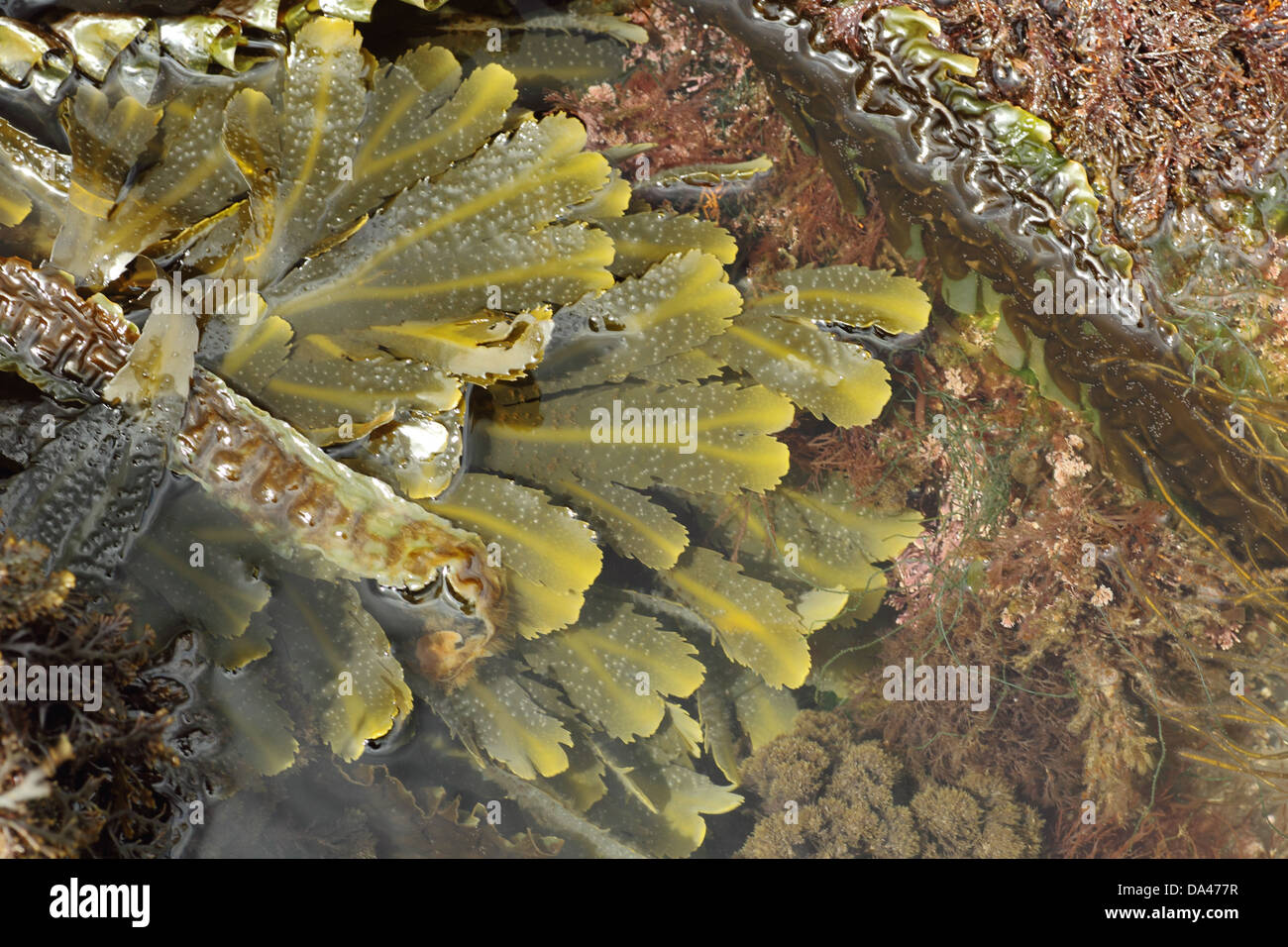 Toothed Wrack (Fucus serratus) fronds, in rockpool at low tide ...