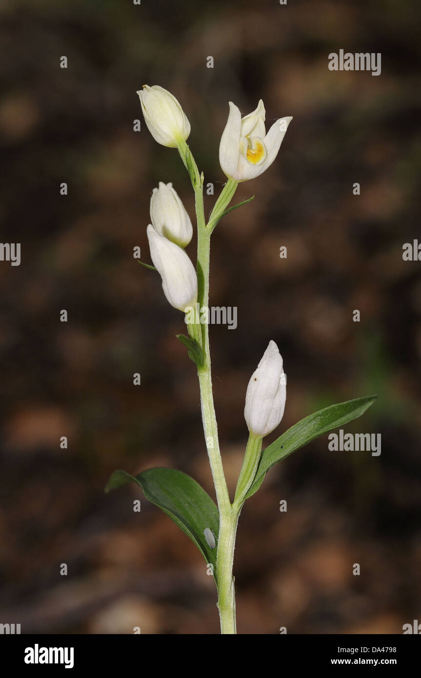White Helleborine (Cephalanthera damasonium) close-up of flowerspike ...