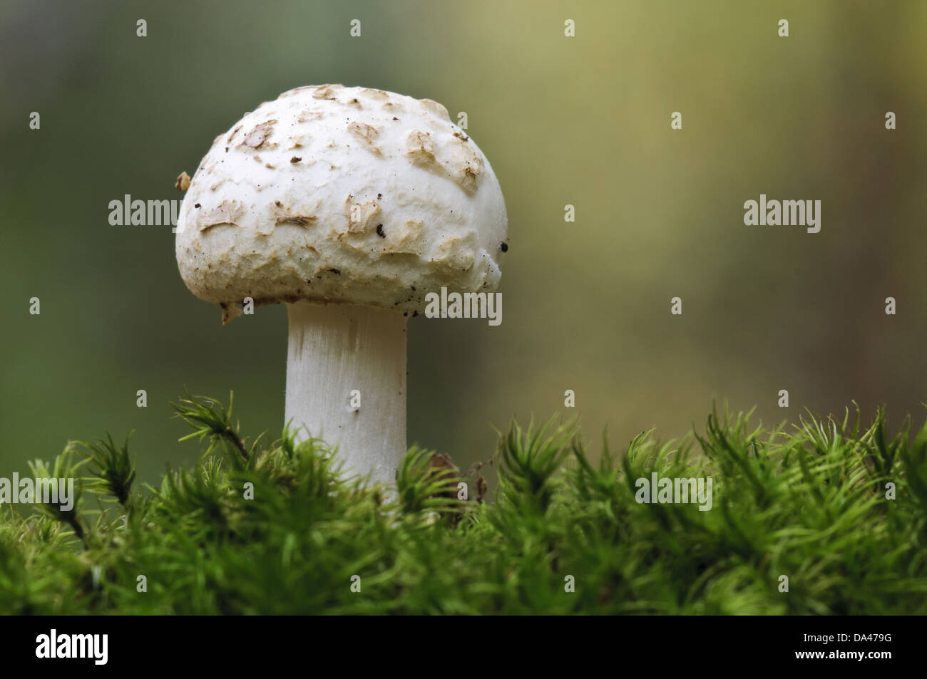 False Death-cap (Amanita citrina) fruiting body, growing amongst moss ...