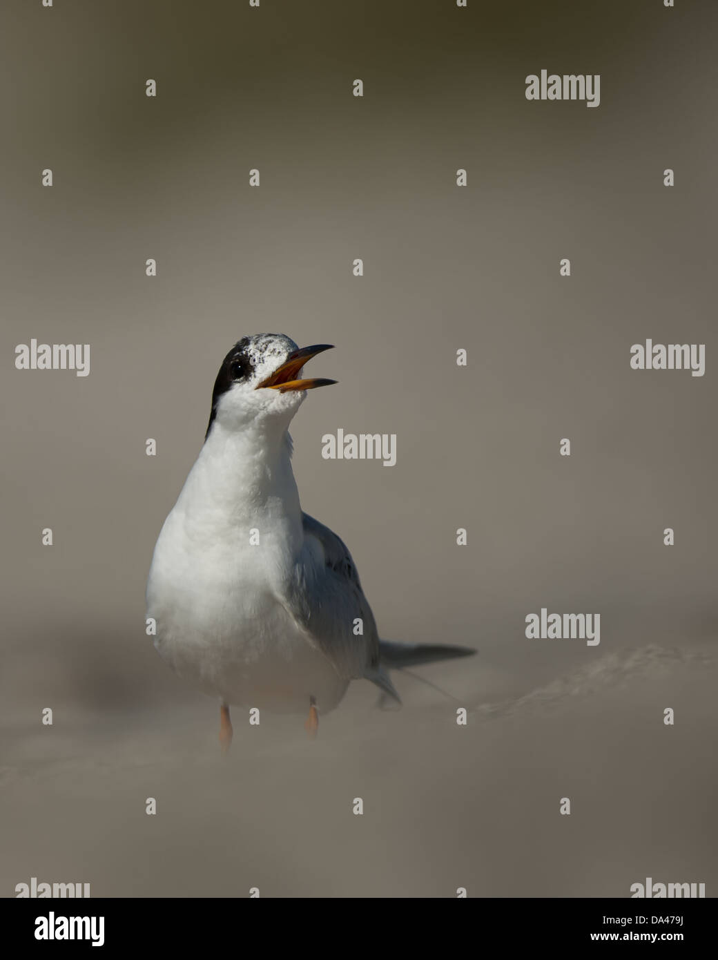 Royal Tern - Juvenile Stock Photo - Alamy