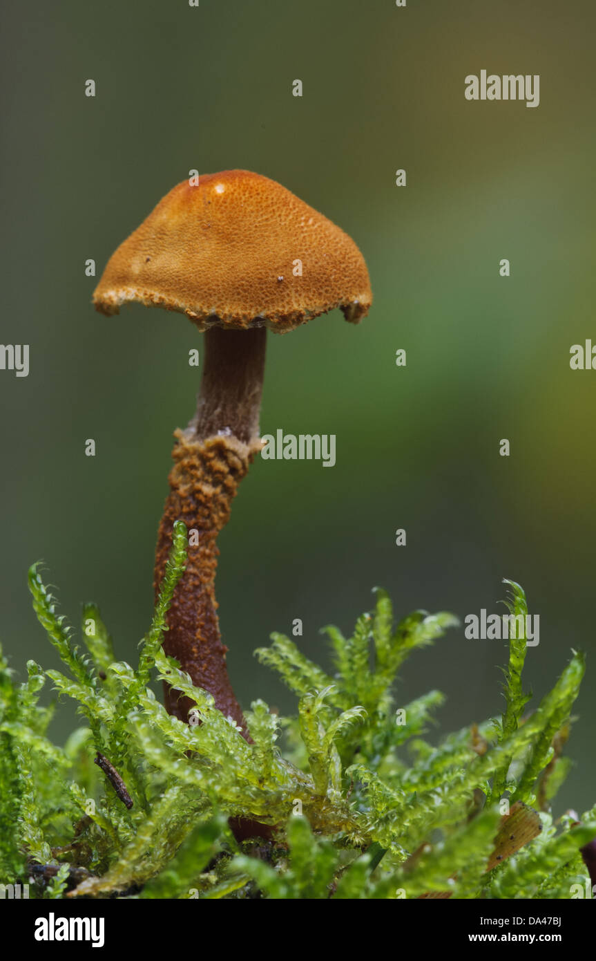 Cystoderma amianthinum hi-res stock photography and images - Alamy