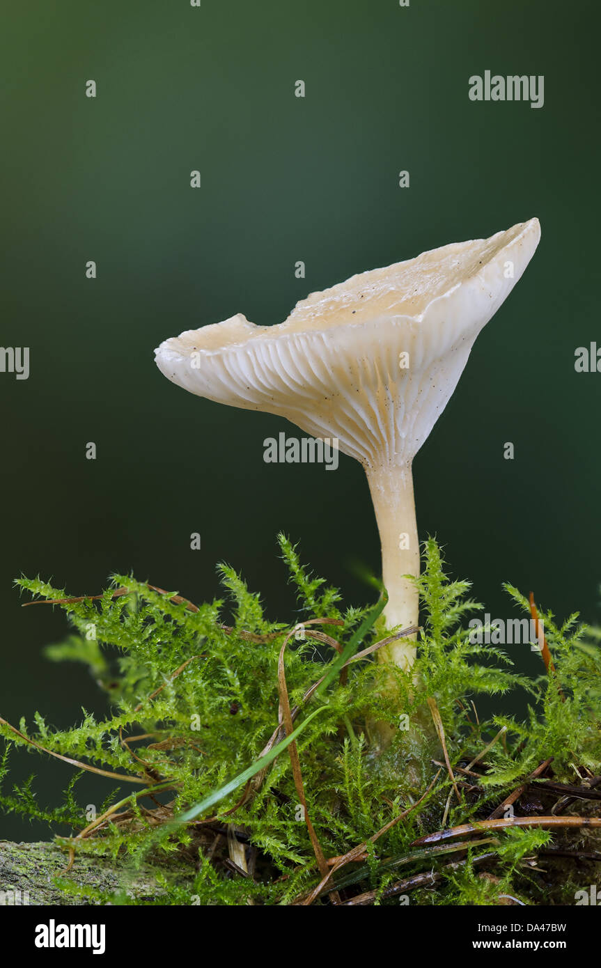 Common Funnel Cap High Resolution Stock Photography and Images - Alamy