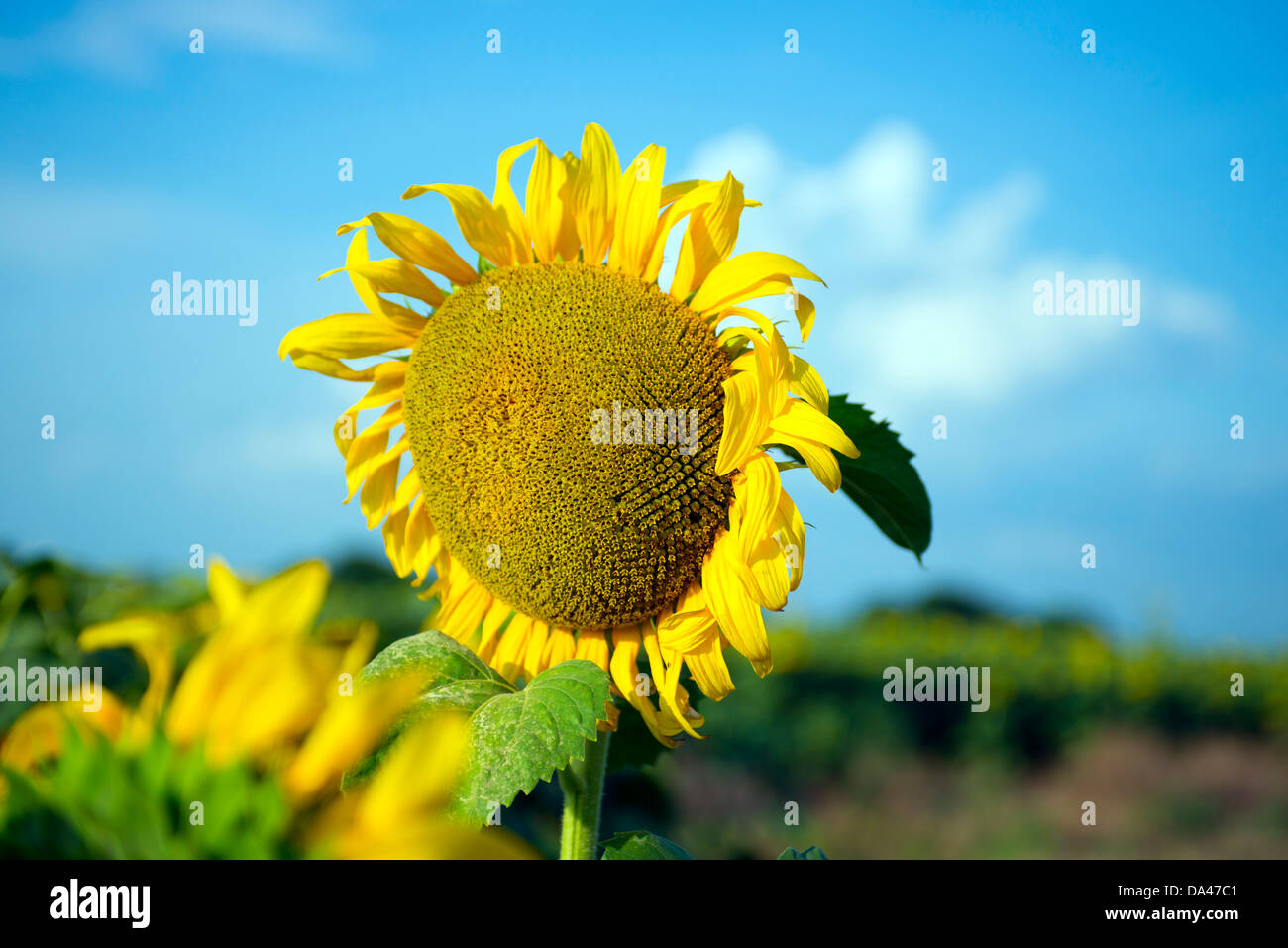 Sunflowers in Texas Sunshine Stock Photo - Alamy