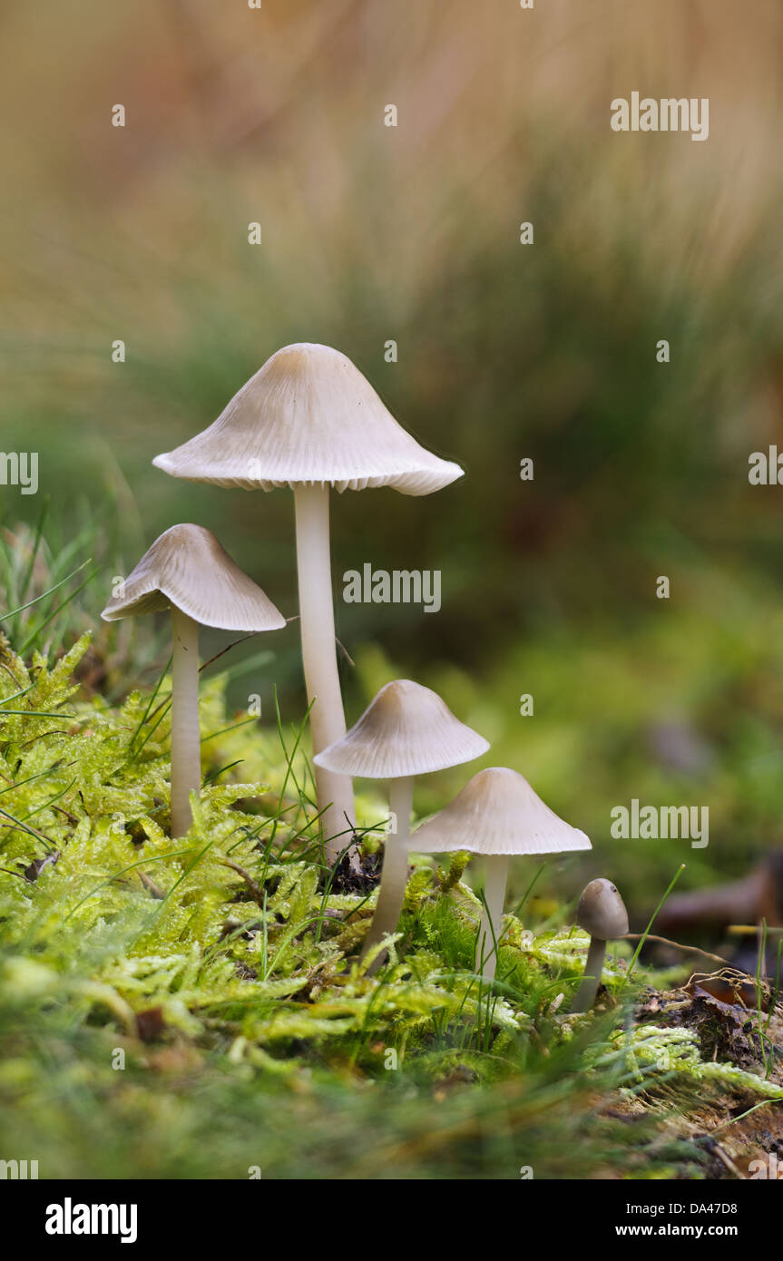 Common Bonnet (Mycena galericulata) fruiting bodies, troop growing ...