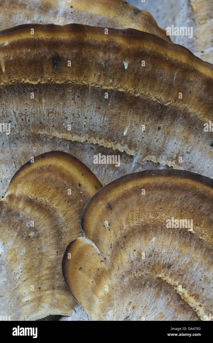 Black staining polypore hi-res stock photography and images - Alamy