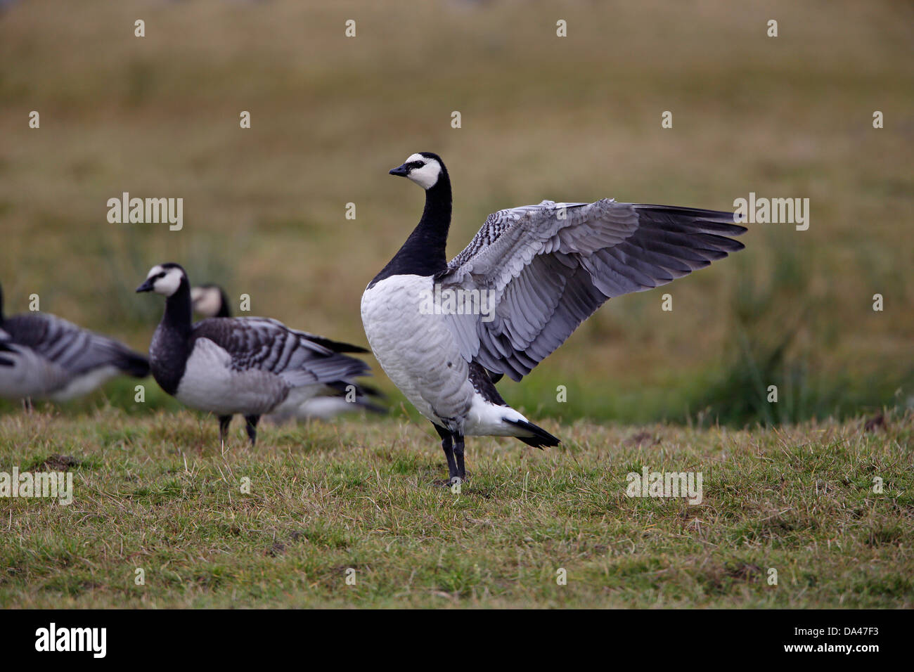 Barnacle Goose (Branta leucopsis) wing flapping at Loch Gruinart RSPB ...