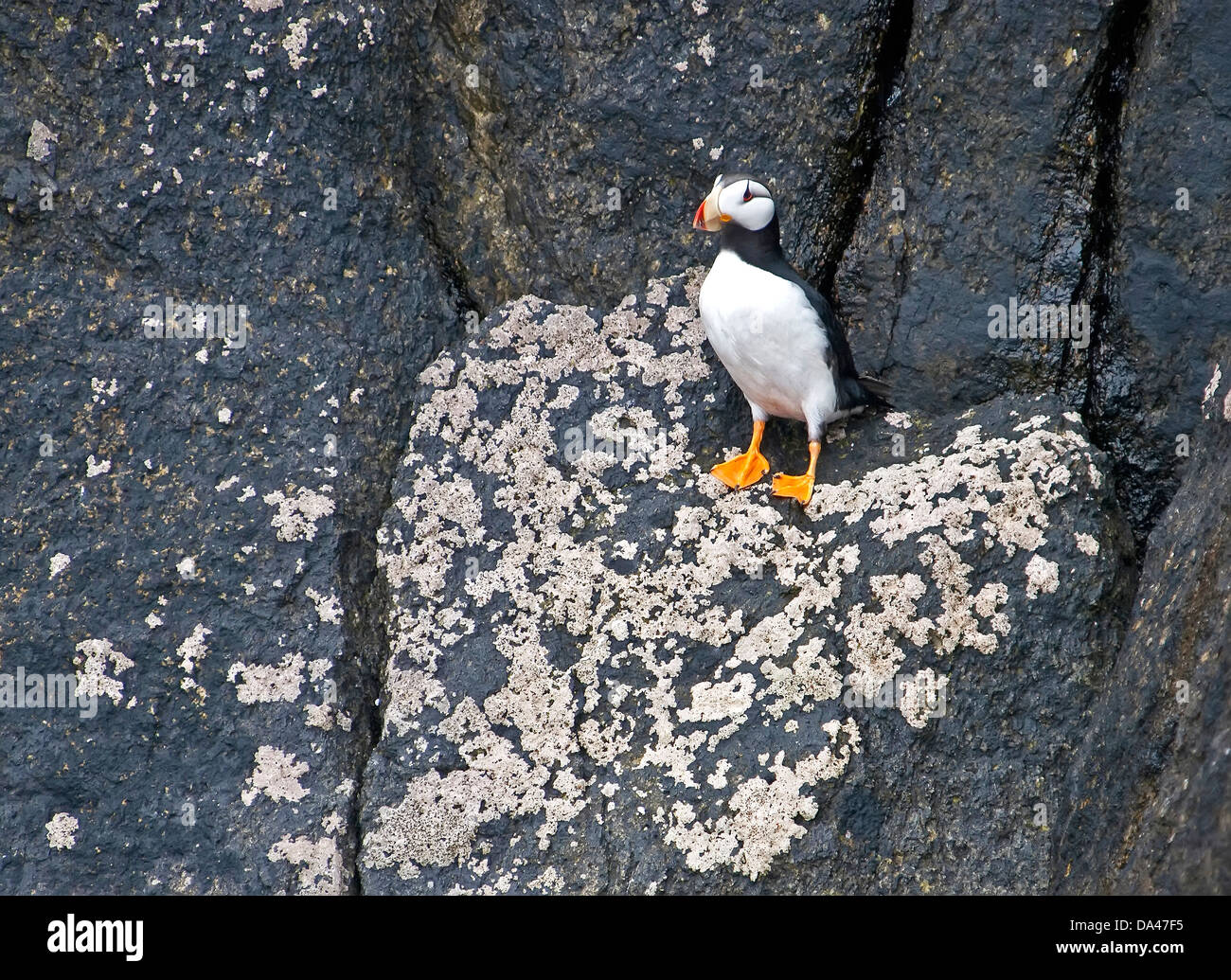 Atlantic Puffin, Common Puffin on a rock Stock Photo - Alamy