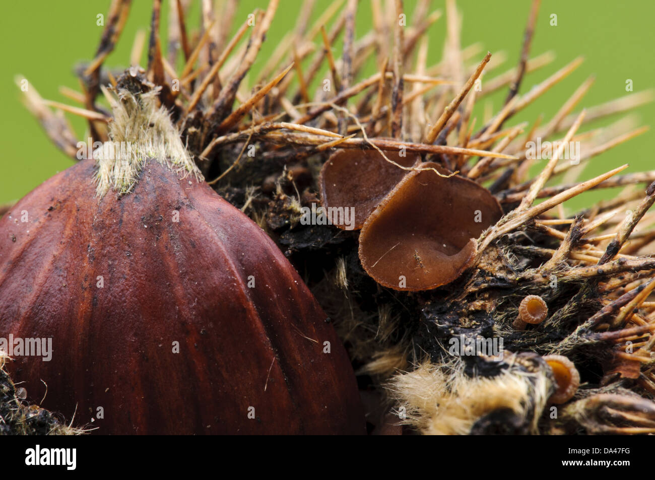 Cup Fungus (Rutstroemia echinophila) fruiting bodies growing on husk of ...