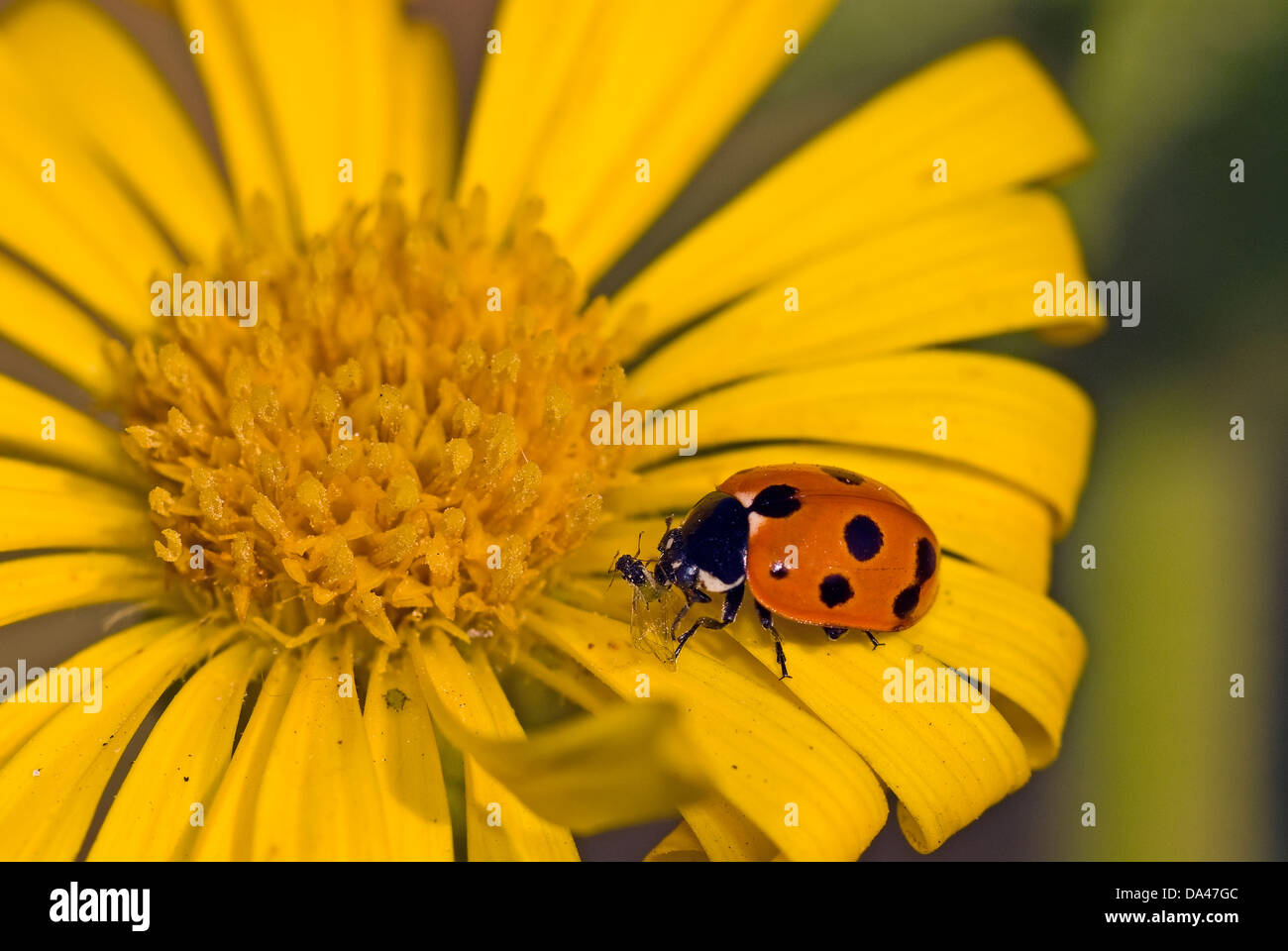 Ladybird prey hi-res stock photography and images - Alamy