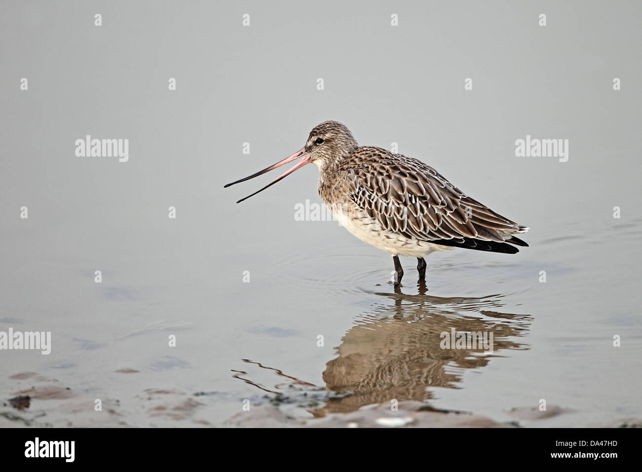 Bar-tailed Godwit (Limosa lapponica) in winter plumage calling on shore ...