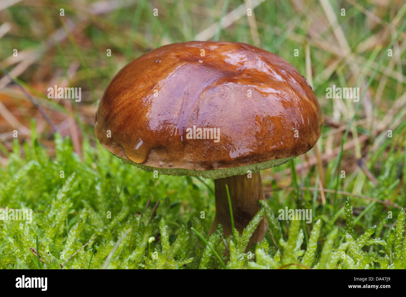 Slippery jacks uk hi-res stock photography and images - Alamy