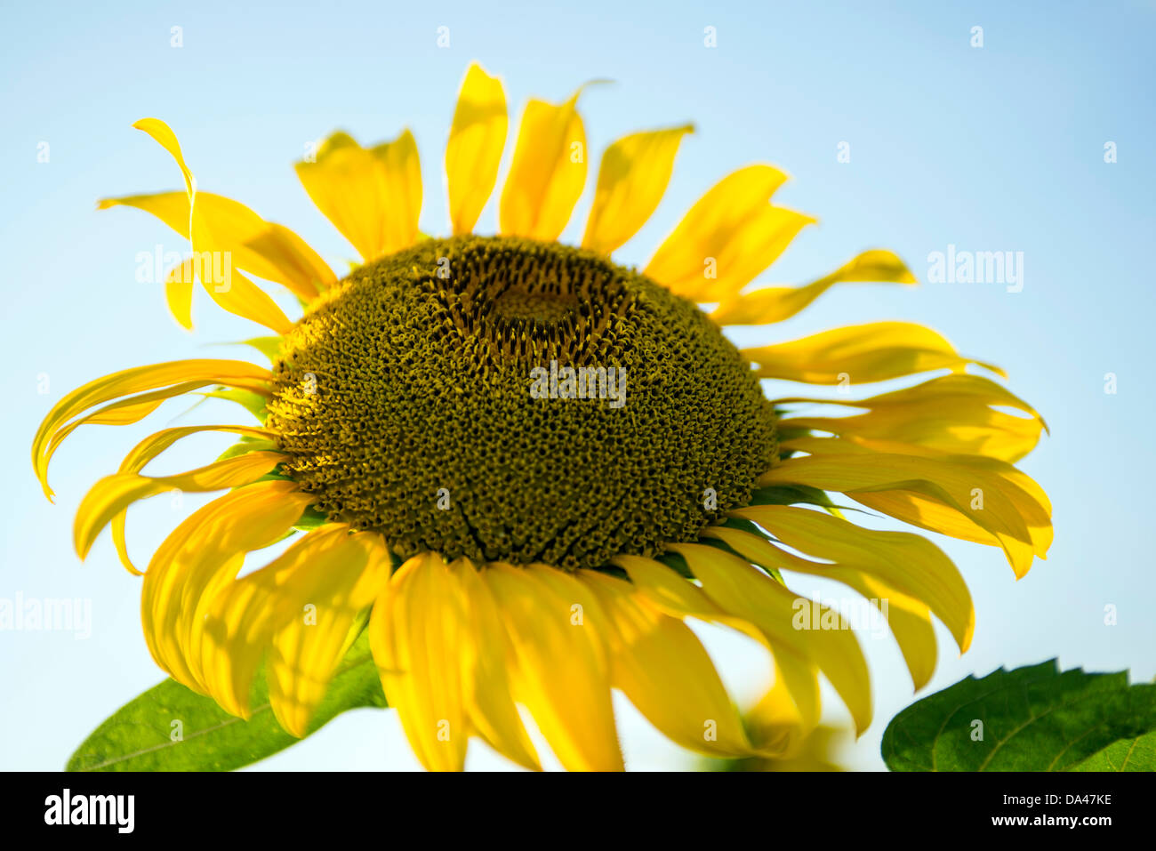 Sunflowers in Texas Sunshine Stock Photo - Alamy