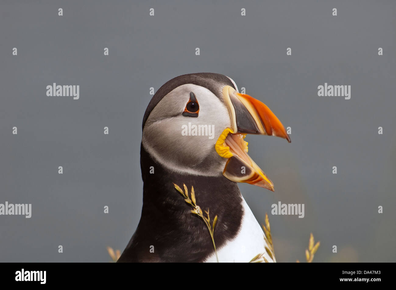 Atlantic Puffin, Common Puffin, Fratercula arctica, Head Stock Photo ...