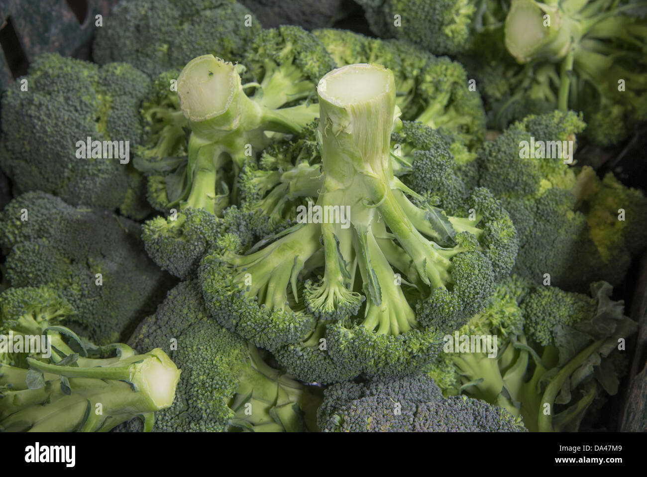 Broccoli (Brassica oleracea) cut flowerheads in farm shop, Cheshire ...