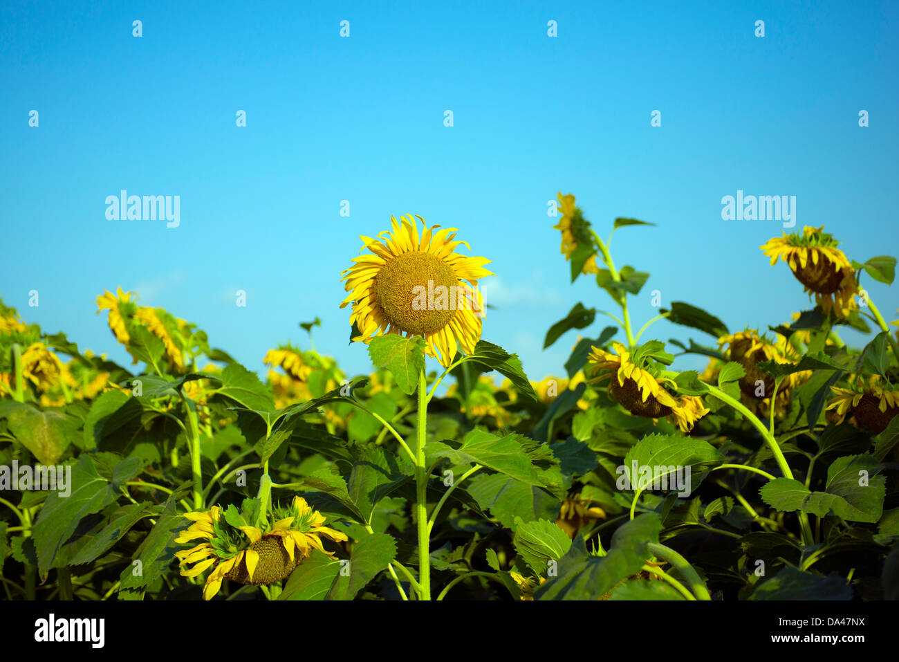 Texas enviroment hi-res stock photography and images - Alamy