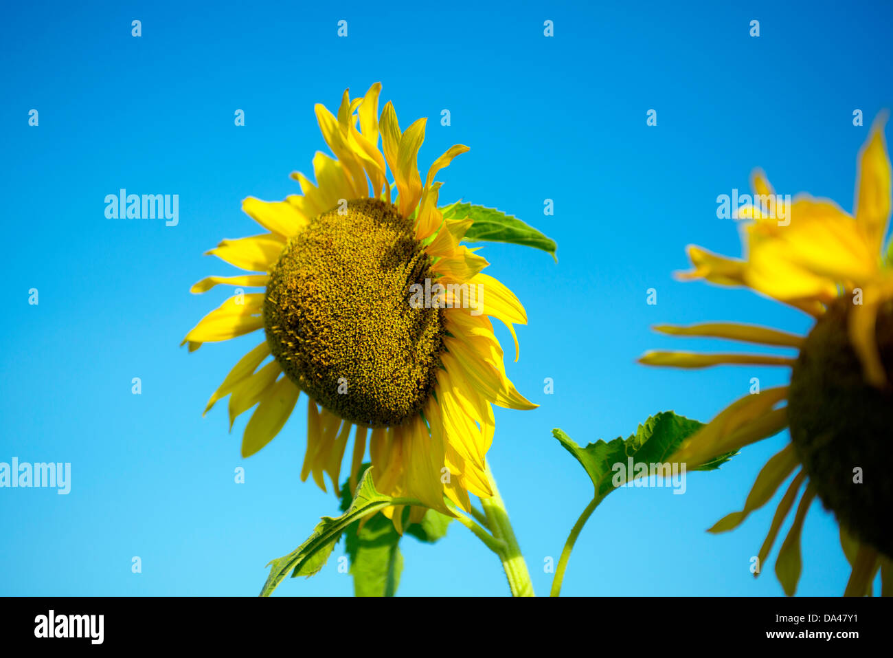 Texas enviroment hi-res stock photography and images - Alamy