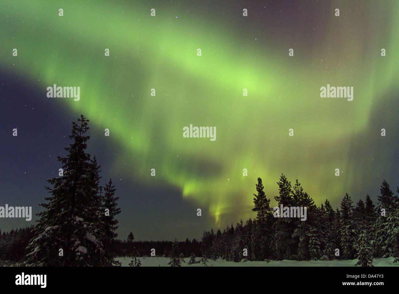 Aurora Borealis, over taiga forest at night, Finland, January Stock ...