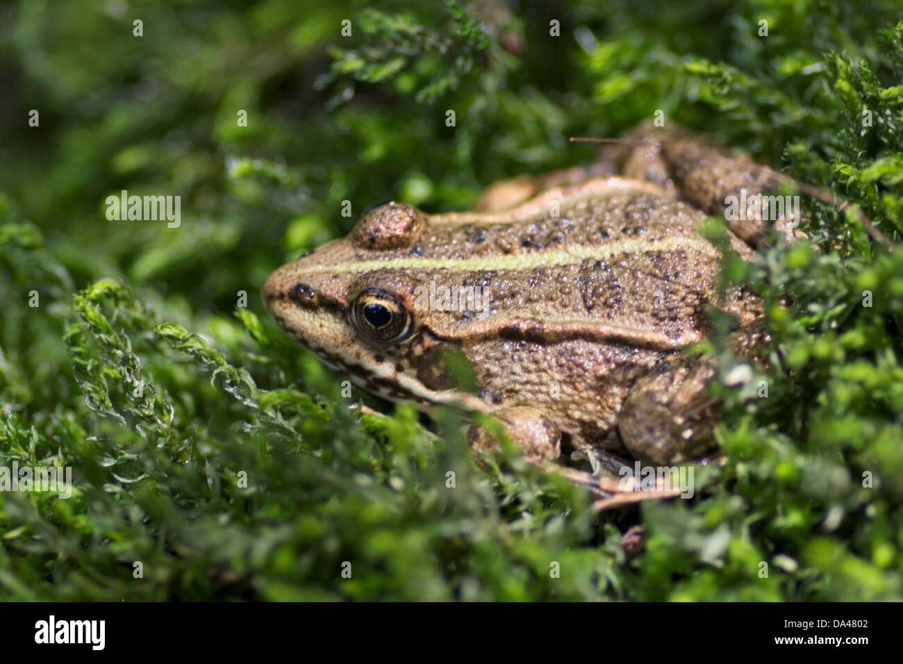 A Marsh Frog (Pelophylax ridibundus) at Krka National Park in Sibenik ...
