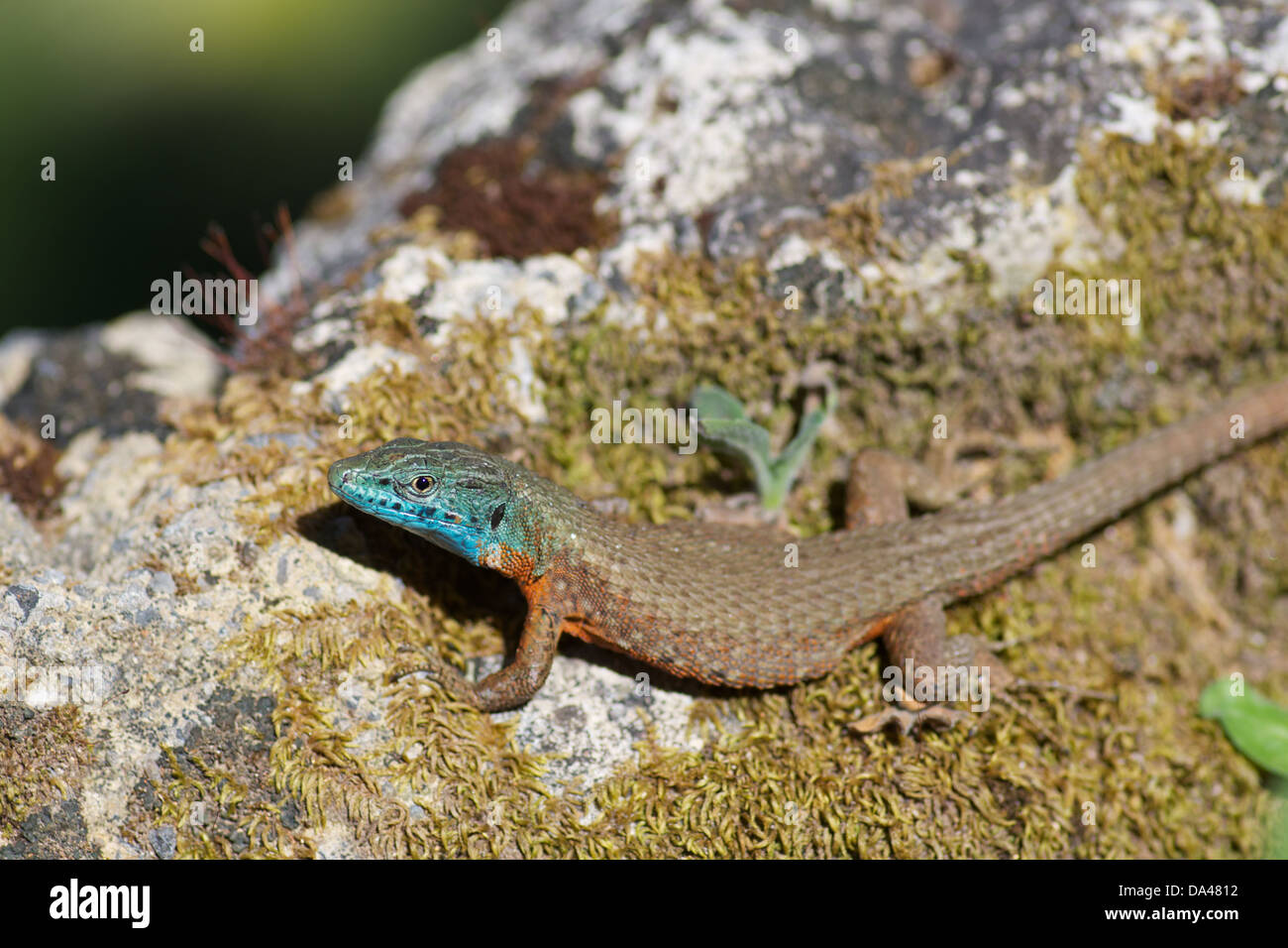 A Blue-throated Keeled Lizard (Algyroides nigropunctatus) on the ...