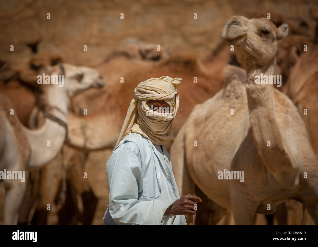 Monday Camel Market, Keren, Eritrea Stock Photo - Alamy