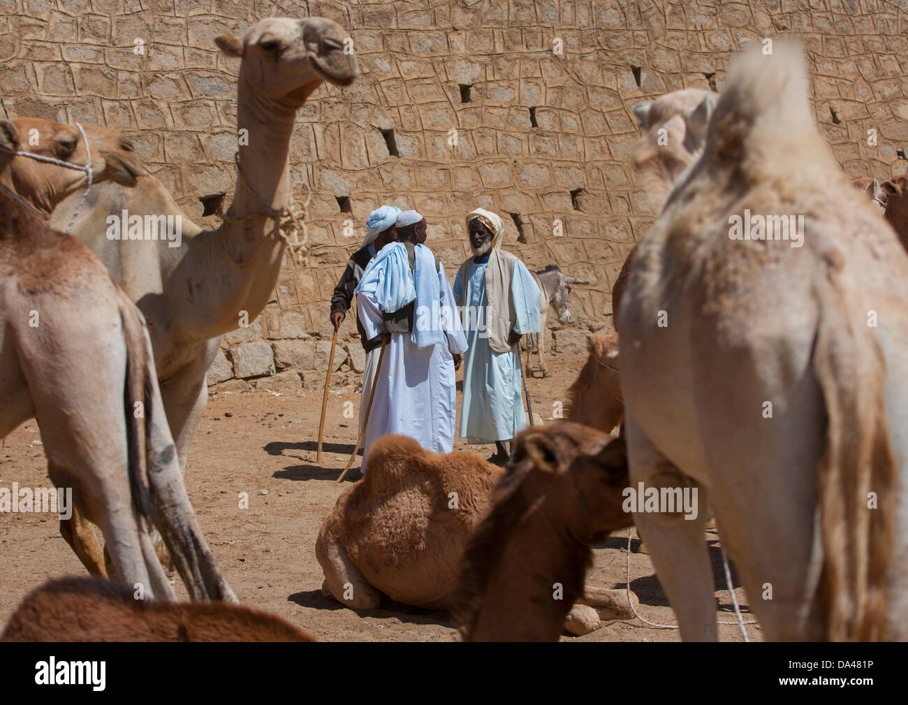 Monday Camel Market, Keren, Eritrea Stock Photo - Alamy