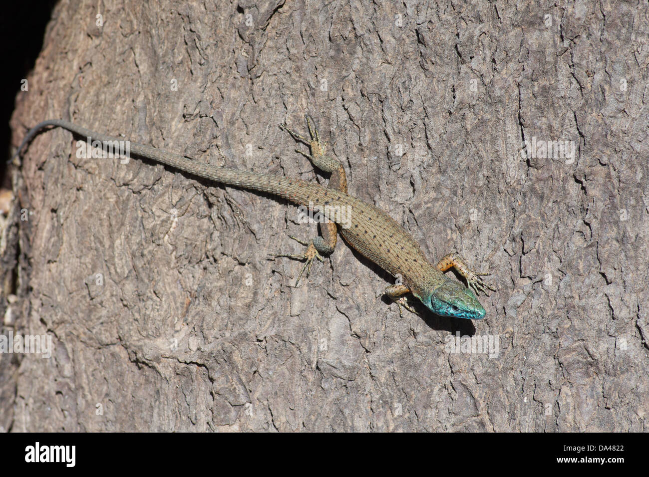 Blue throated keeled lizard algyroides nigropunctatus hi-res stock ...