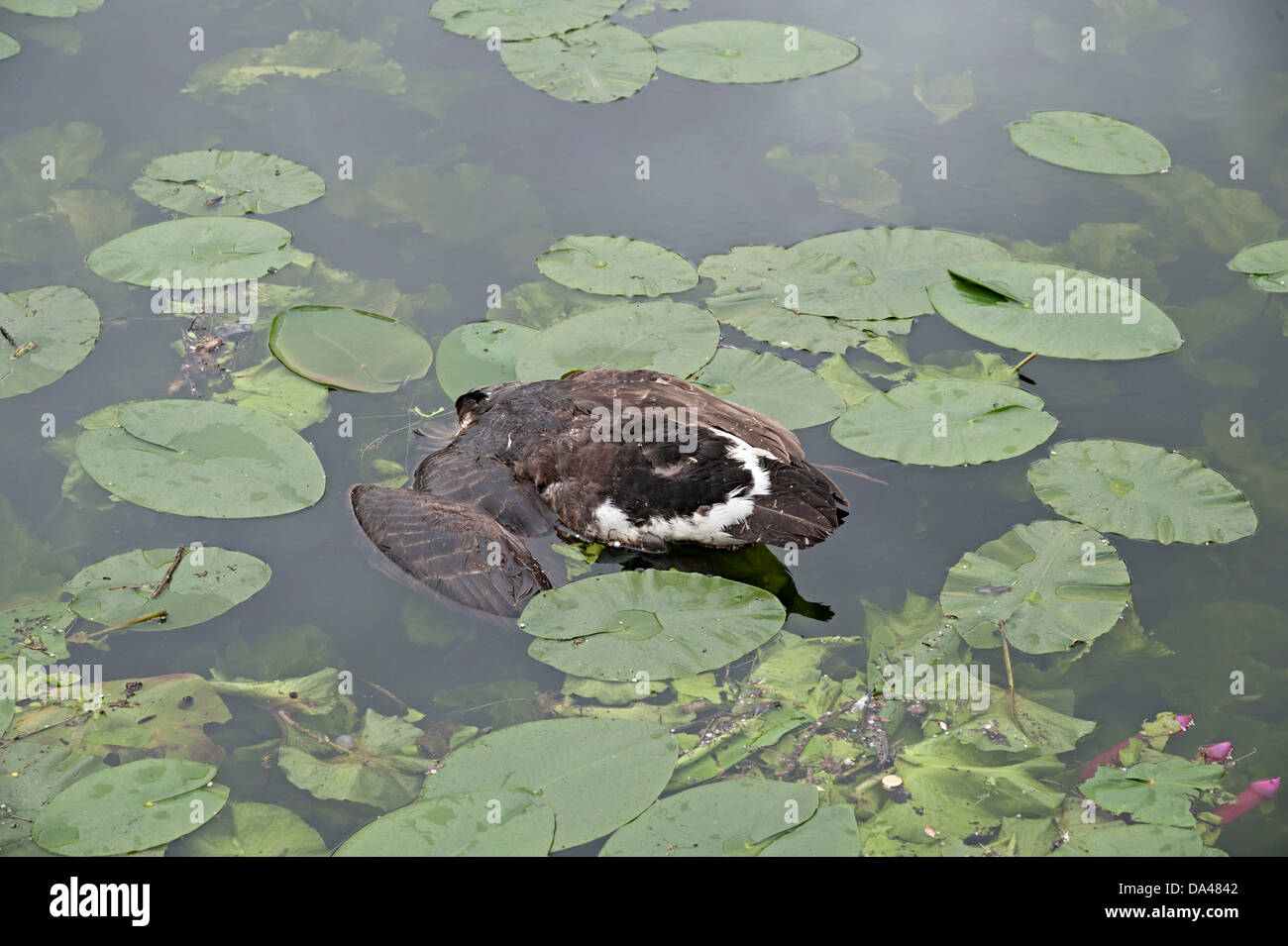 Dead canada geese hi-res stock photography and images - Alamy
