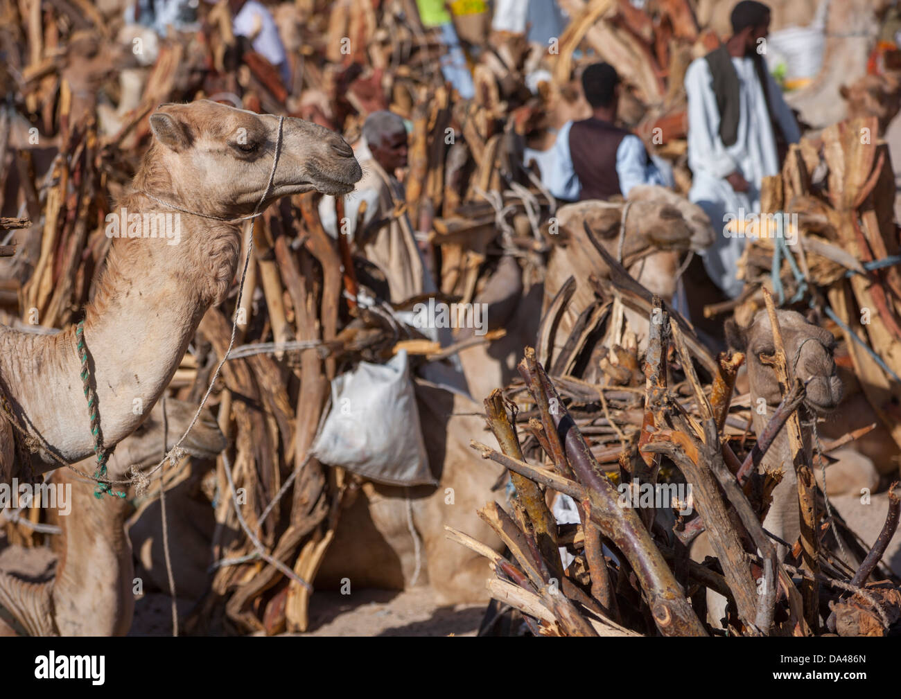 Monday Camel Market, Keren, Eritrea Stock Photo - Alamy