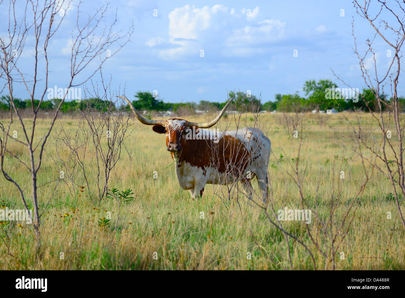 Texas Longhorn in Pasture Stock Photo - Alamy