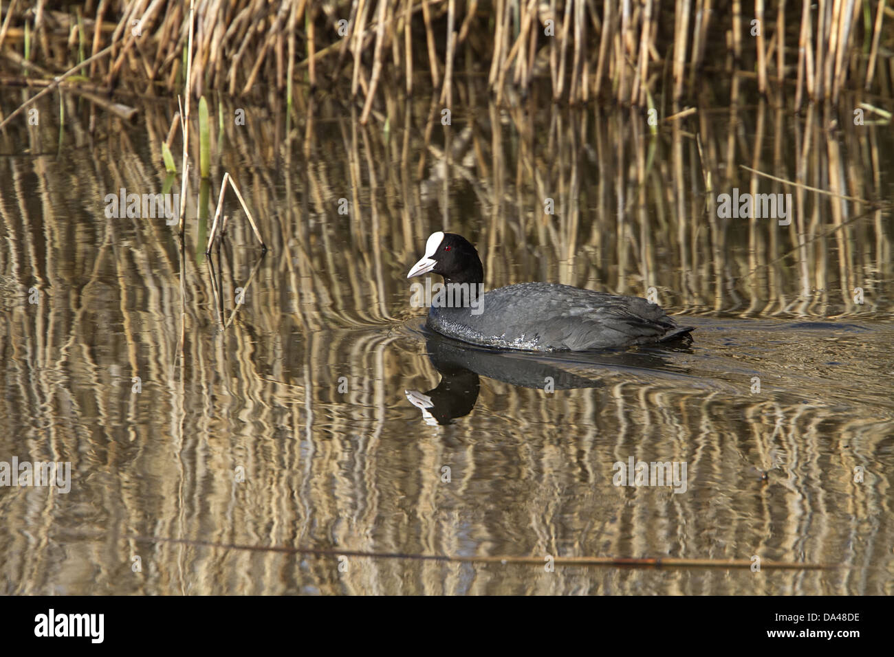 Eurasian Coot swimming - spring Stock Photo - Alamy