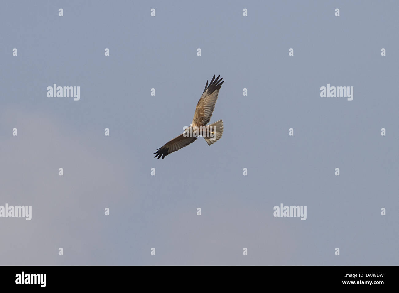 Marsh Harrier male in flight (western Stock Photo - Alamy
