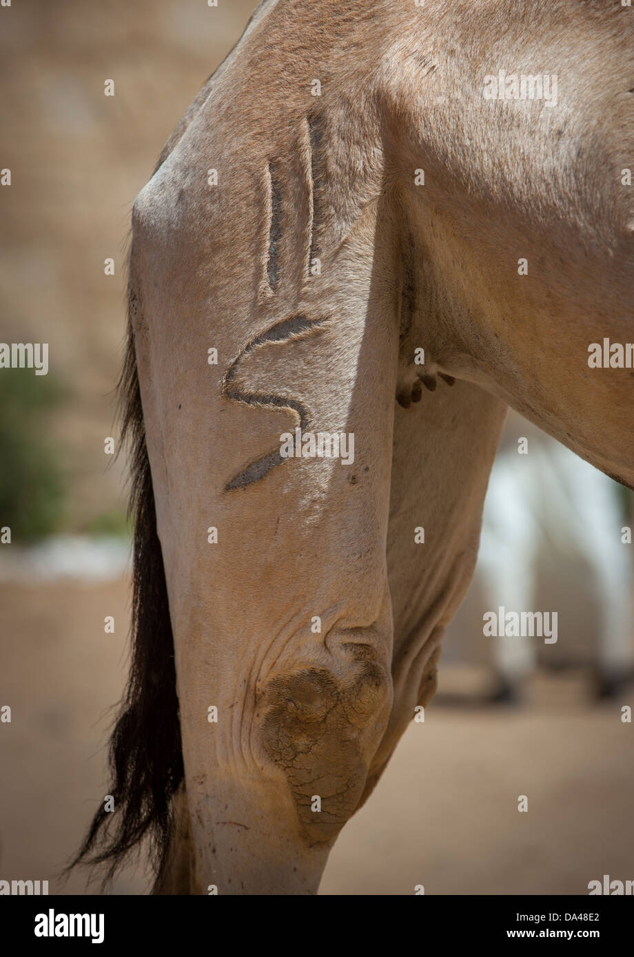 Monday Camel Market, Keren, Eritrea Stock Photo - Alamy