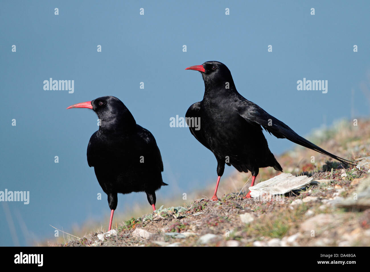 Bird with red beak hi-res stock photography and images - Alamy
