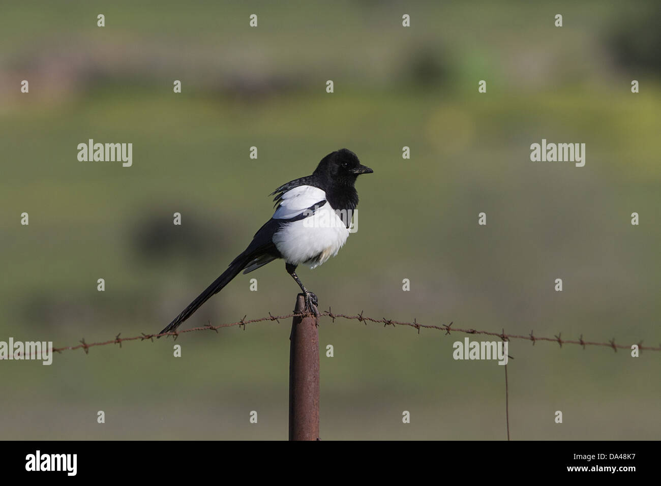Magpie on fence hi-res stock photography and images - Alamy