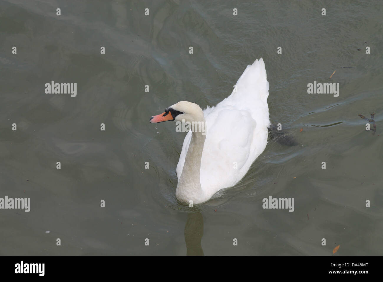 Alone swan hi-res stock photography and images - Alamy