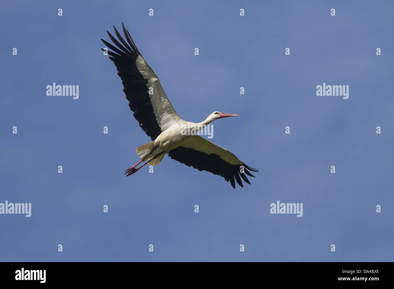 White Stork in flight - Spain Stock Photo - Alamy