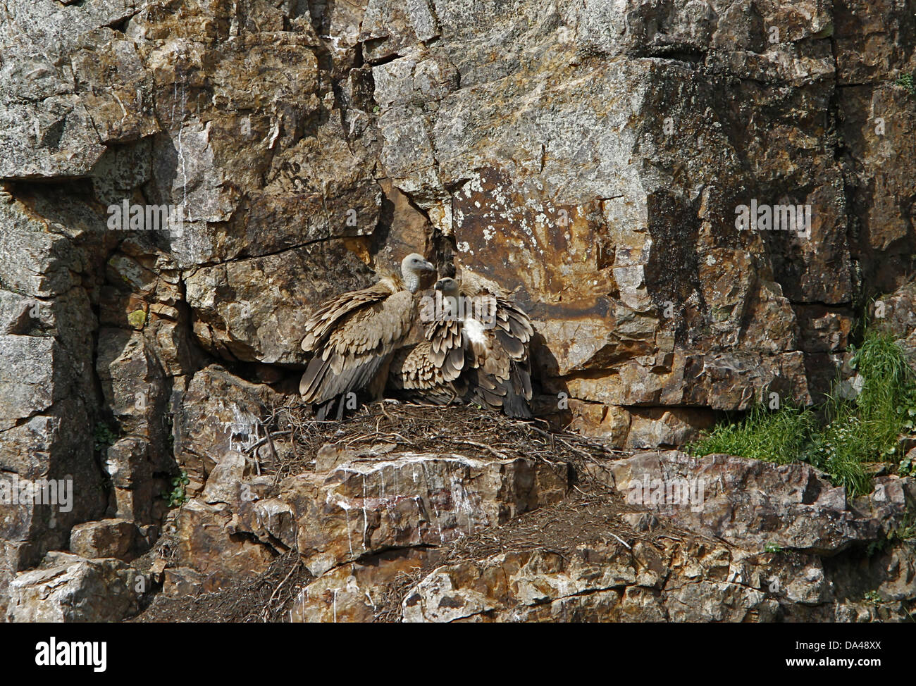 Griffon Vultures pair at nest - Monfrague Spain Stock Photo - Alamy