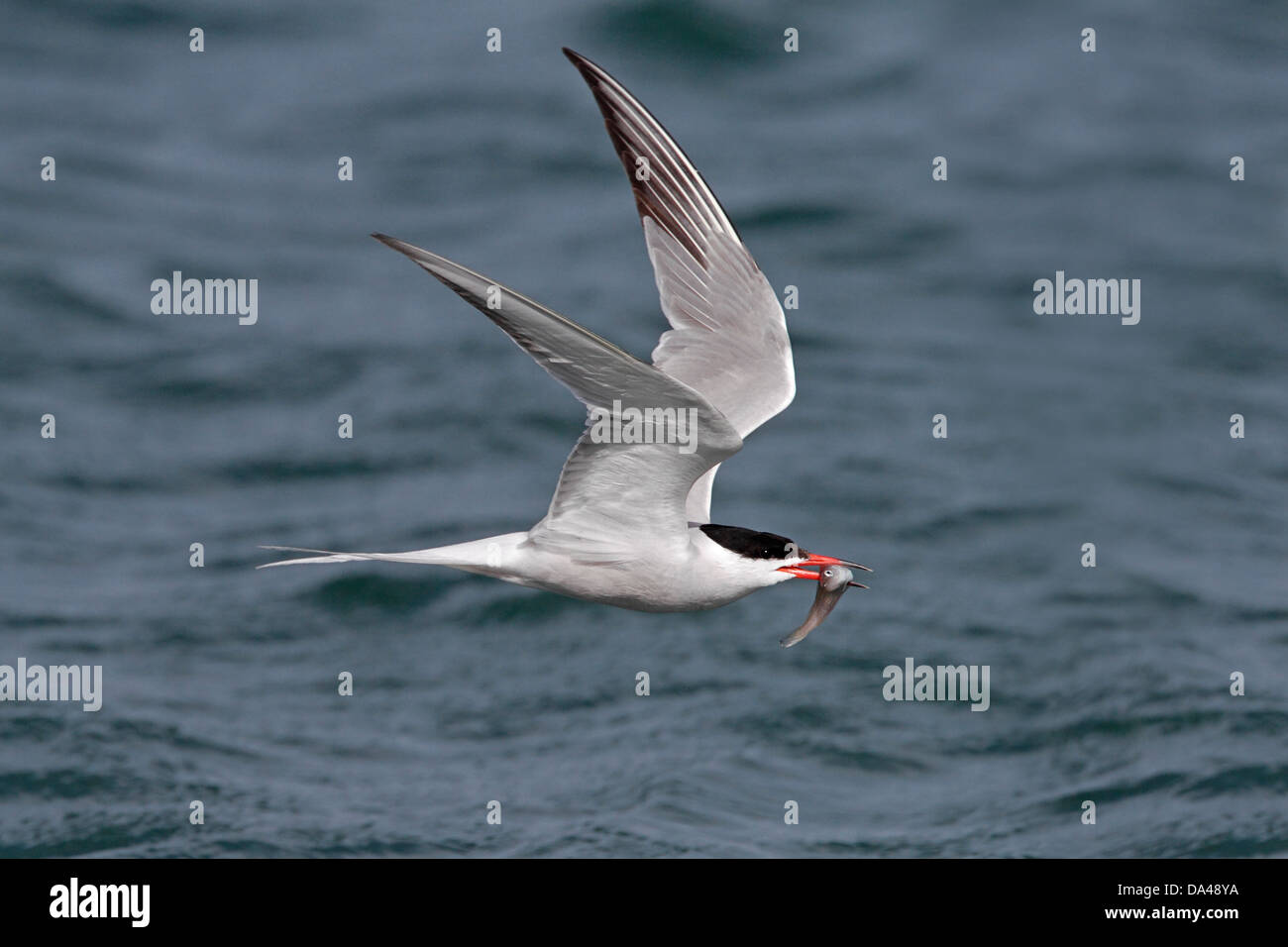 Common Tern (Sterna hirundo) in flight over sea with fish prey, Cemlyn ...