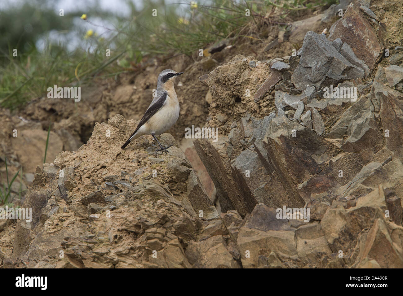 Northern Wheater male Stock Photo - Alamy
