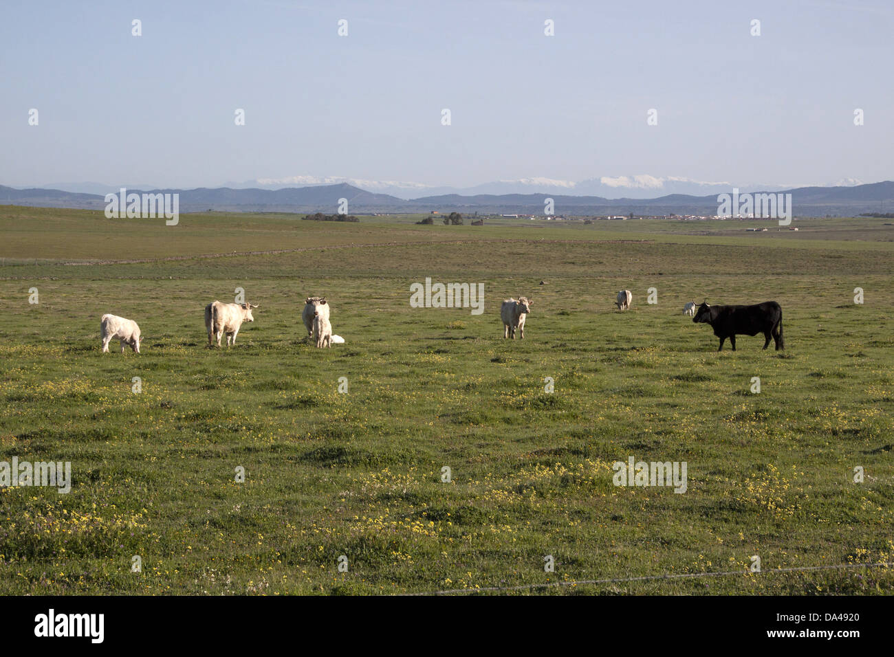 Charolais cows and one Andalusian black cow - Extremadura, Spain Stock ...