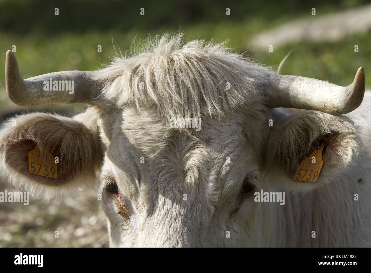 Charolais cow with horns and ear tags - Extremadura, Spain Stock Photo ...