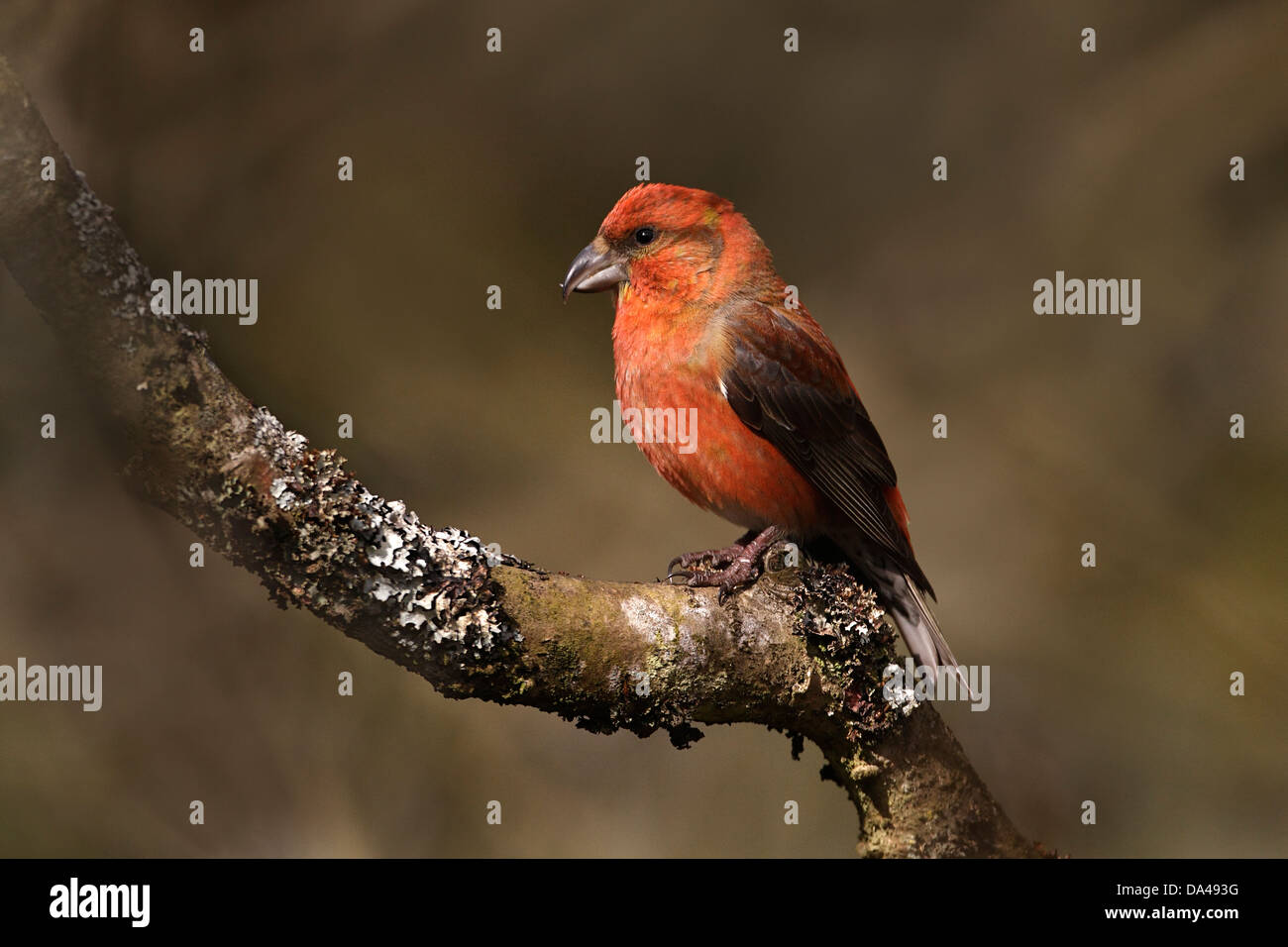 Crossbill hi-res stock photography and images - Alamy